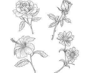 Hand Drawn Flowers