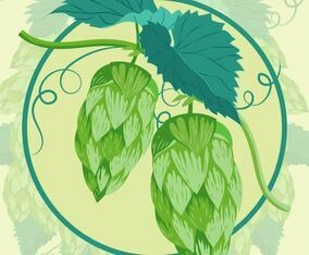 hop plant illustration - 29985 Free Vectors to Download | FreeVectors