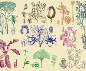 Free medicinal plants - Vector Art