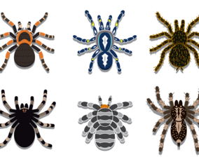 Tarantula Spiders Vector | FreeVectors
