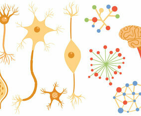 Set Of Neuron Vector | FreeVectors