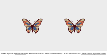 Butterfly Vector Graphic