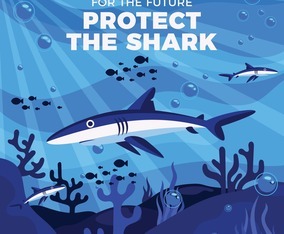 Free shark logo - Vector Art